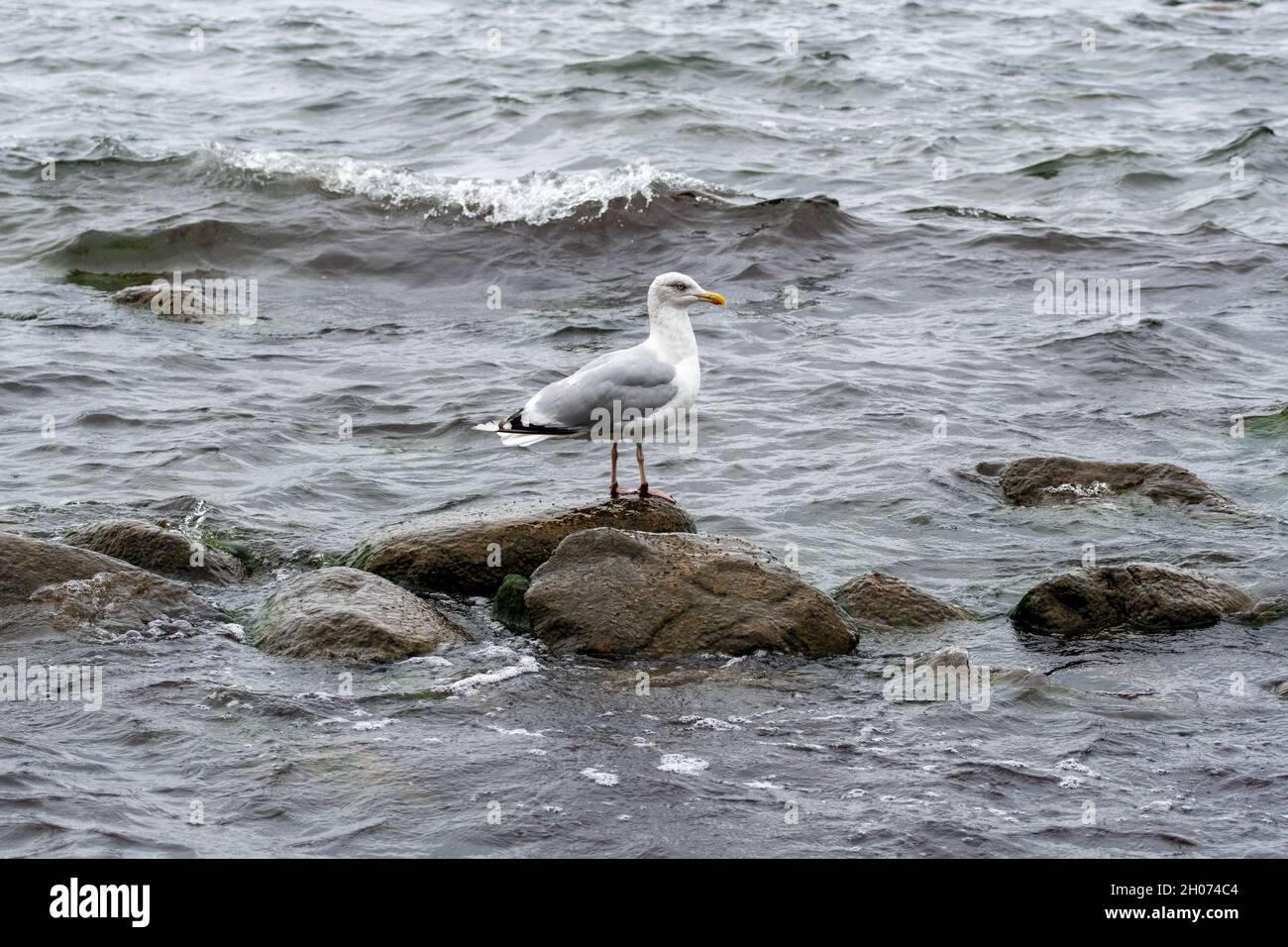 German seagull hi-res stock photography and images - Alamy