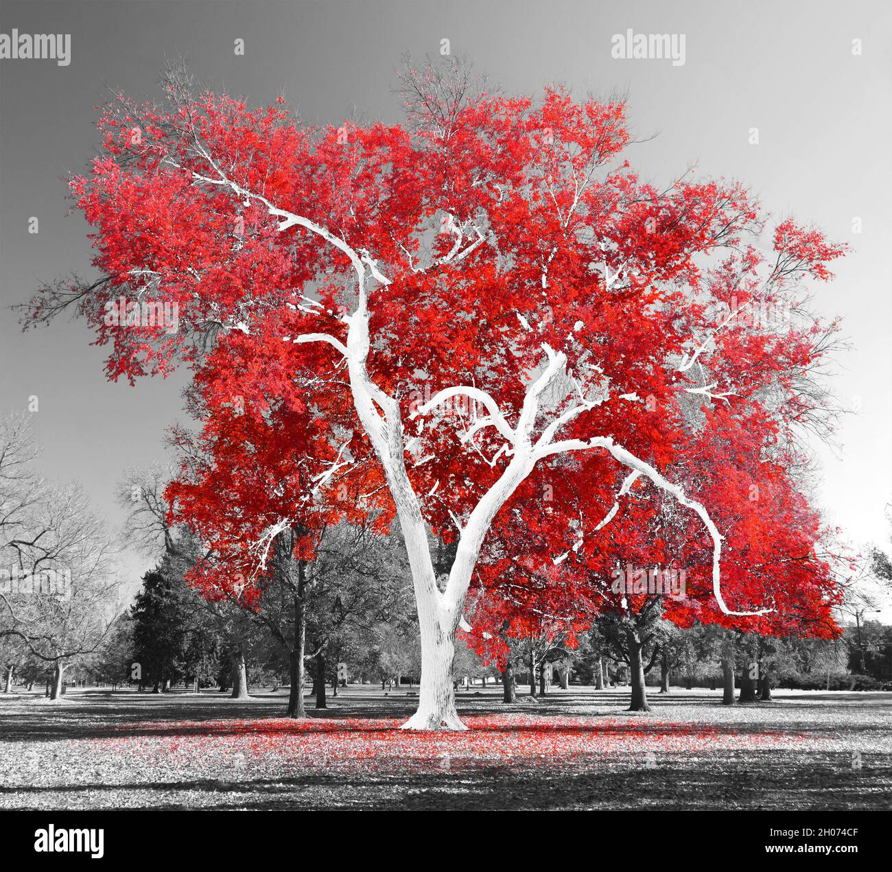 Big white tree with red leaves in a black and white landscape scene in ...