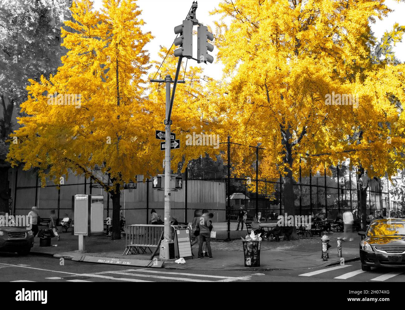 Colorful yellow fall trees in black and white landscape scene in the ...