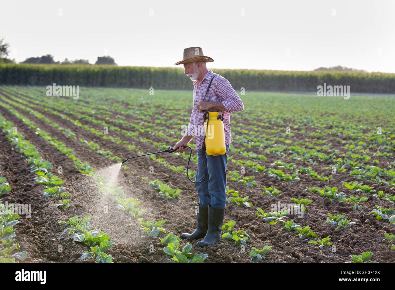 Senior man spraying cabbage plantation with handheld sprayer in ...