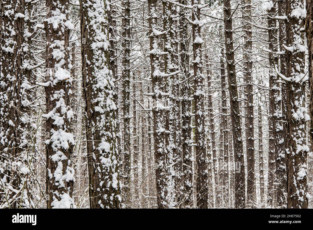 Treetrunk High Resolution Stock Photography and Images - Alamy