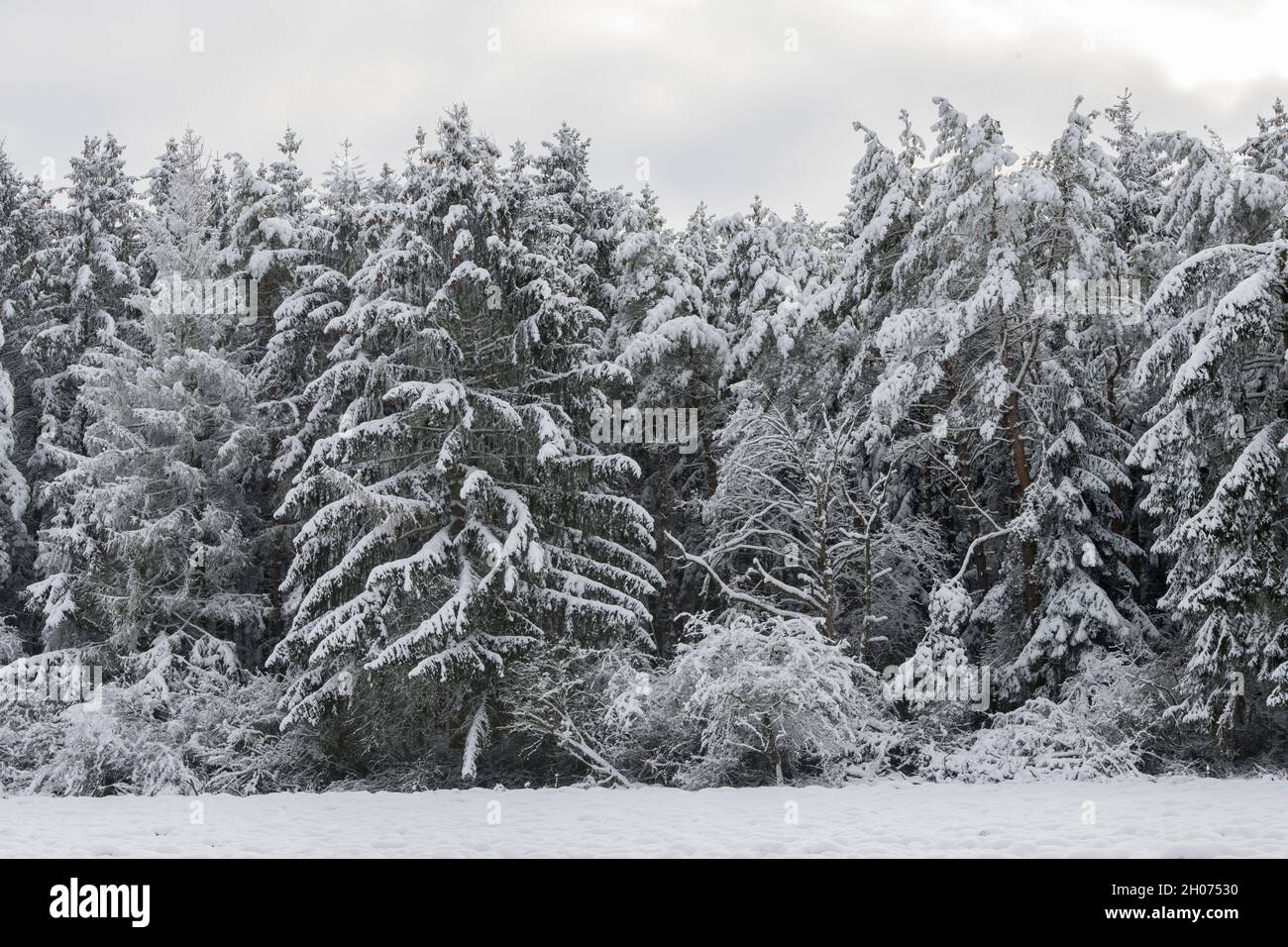 snow covered conifer forest in winter Stock Photo - Alamy