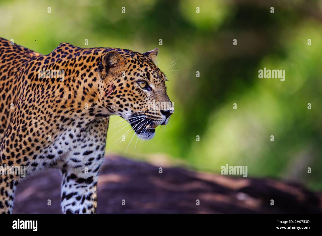 Battle scarred leopard Stock Photo - Alamy