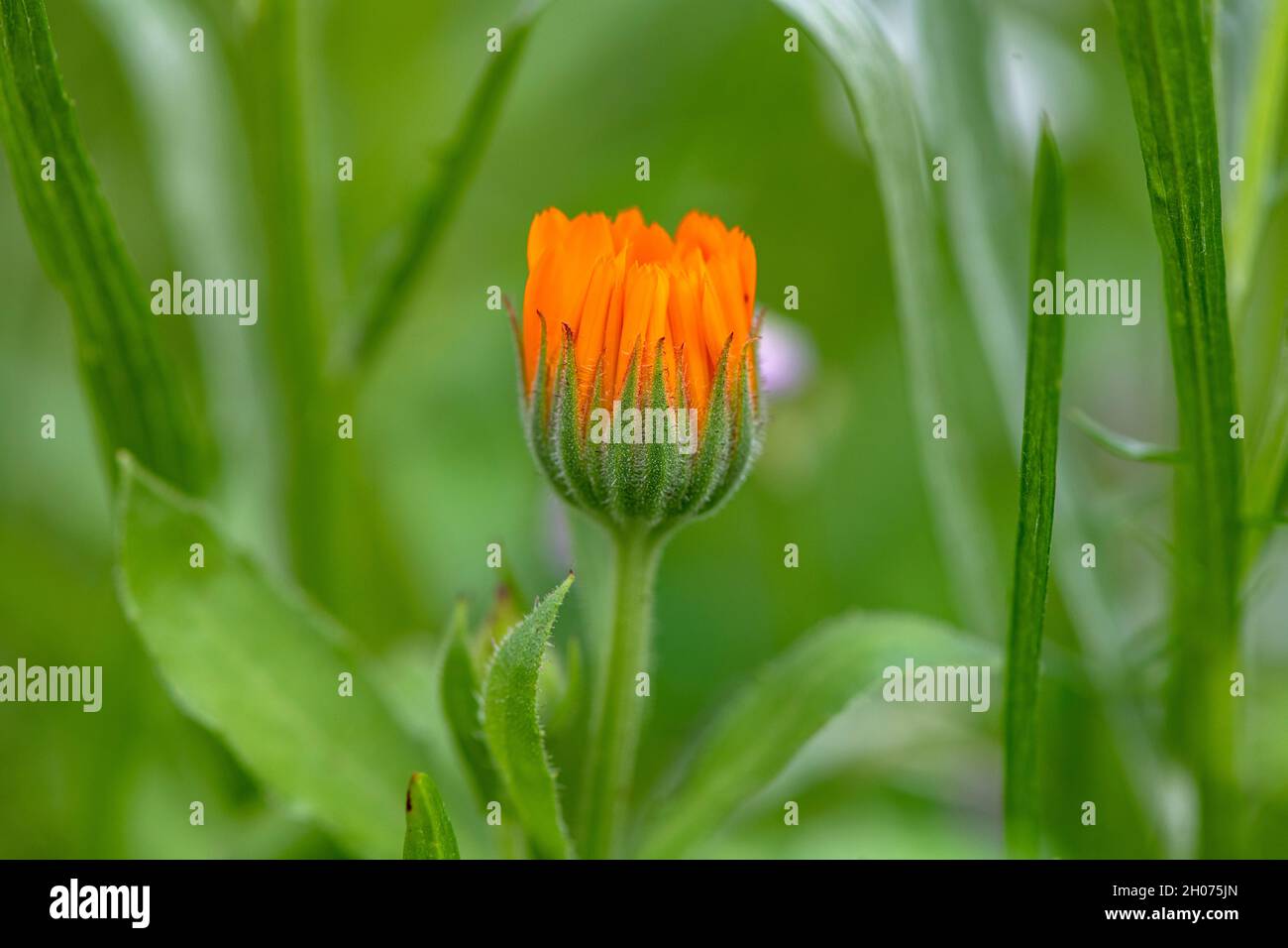 single calendula blossom among a wildlife garden Stock Photo - Alamy