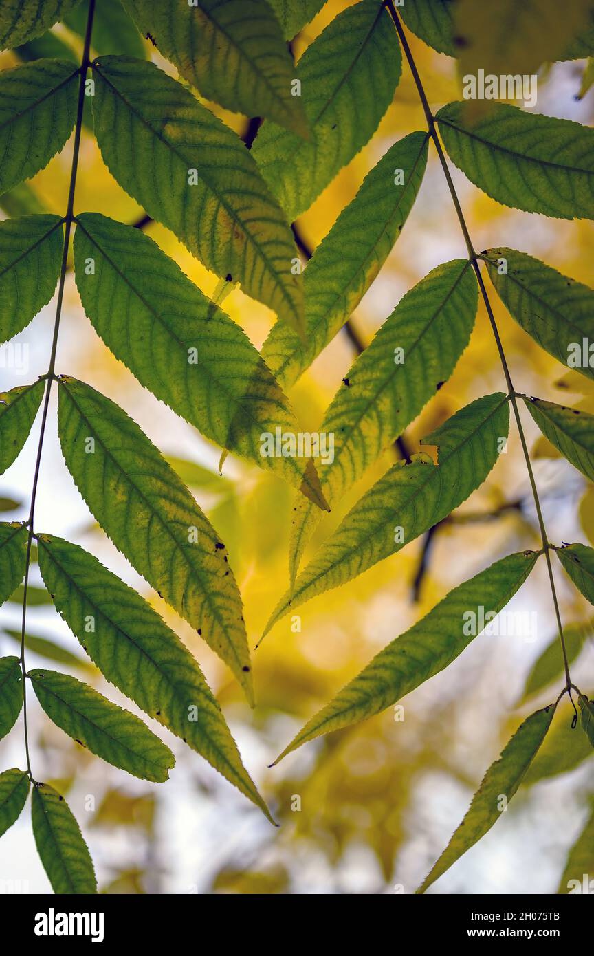 Detail of leaves on a tree in a park. Other trees behind. Focus on ...
