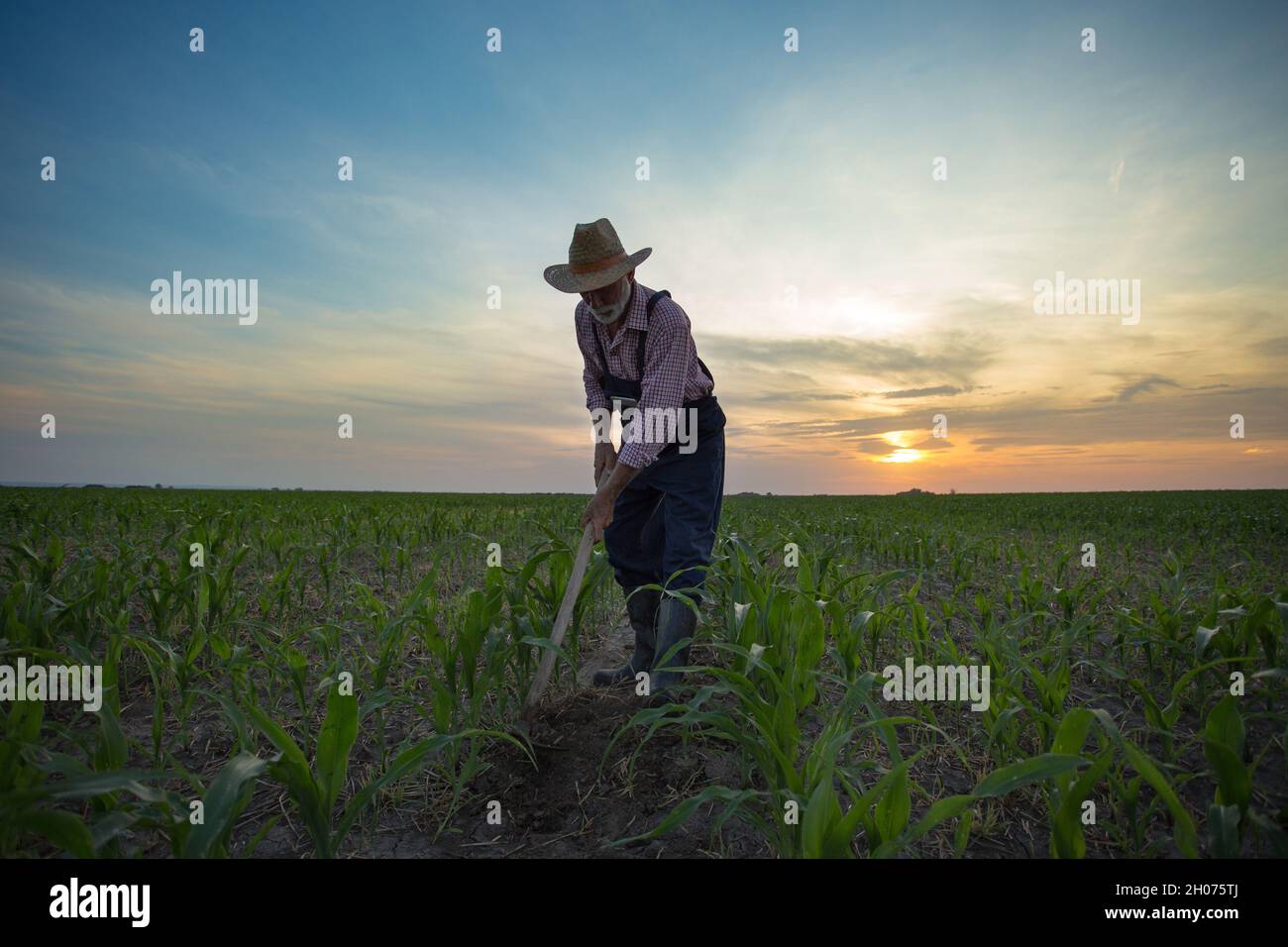 Hoeing evening hi-res stock photography and images - Alamy