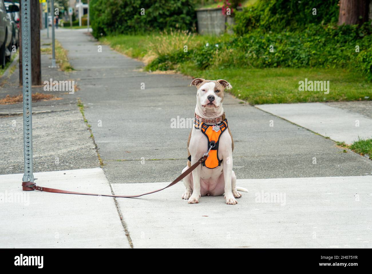 Dog waiting on sidewalk with leather leash tied to a pole Stock Photo ...