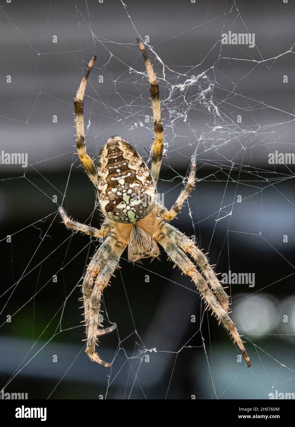 Dangerous spider hi-res stock photography and images - Alamy