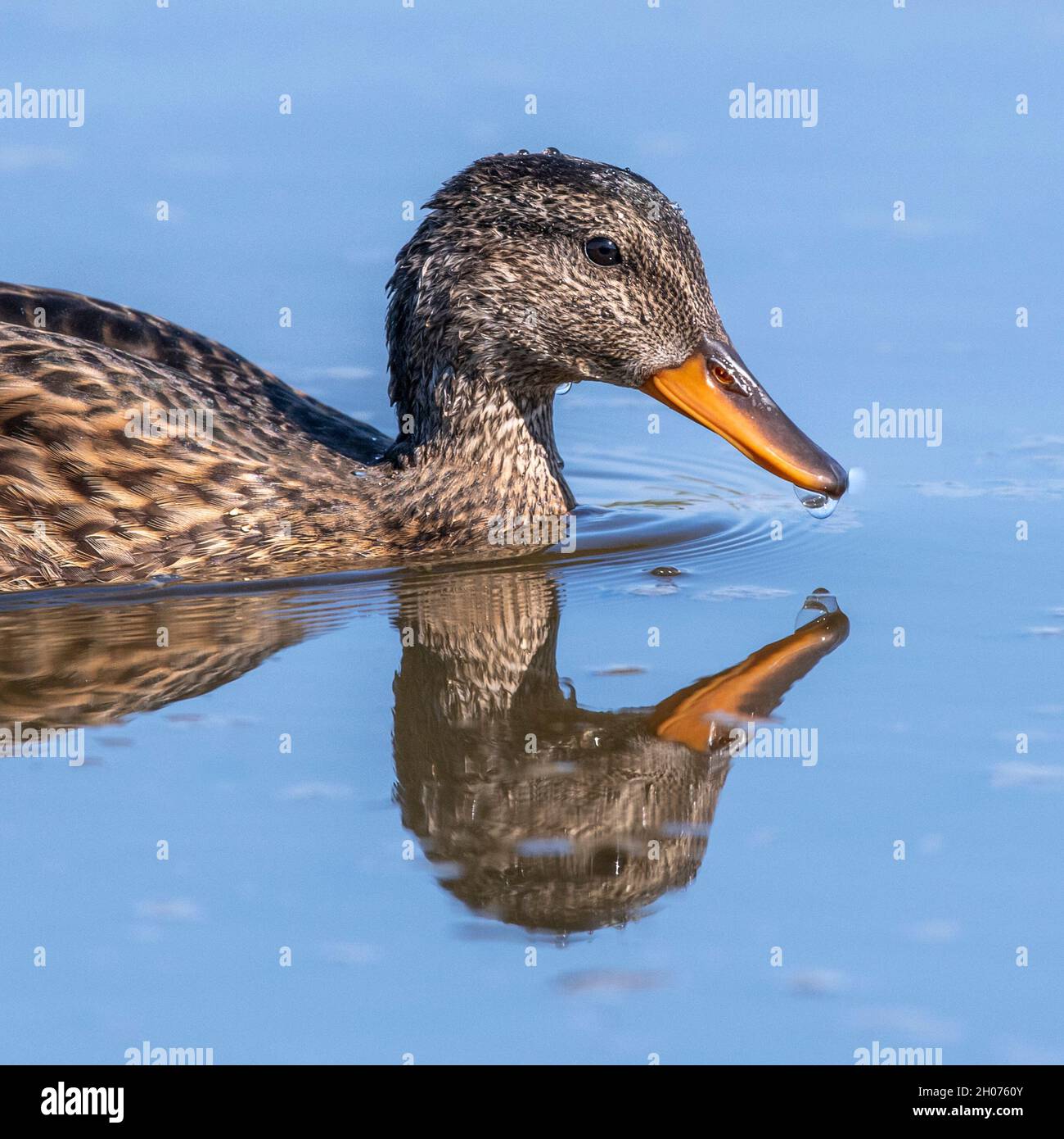 Reflecting duck hi-res stock photography and images - Alamy