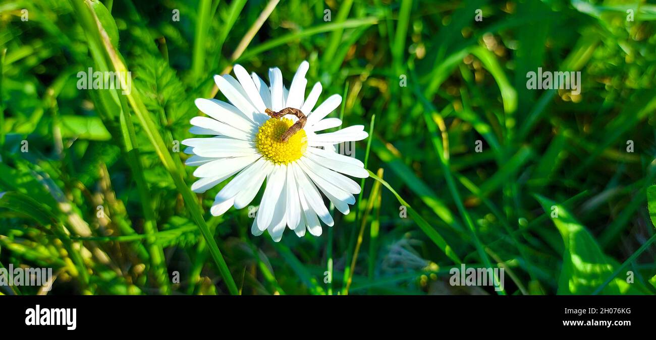 Caterpillar on daisy hi-res stock photography and images - Alamy