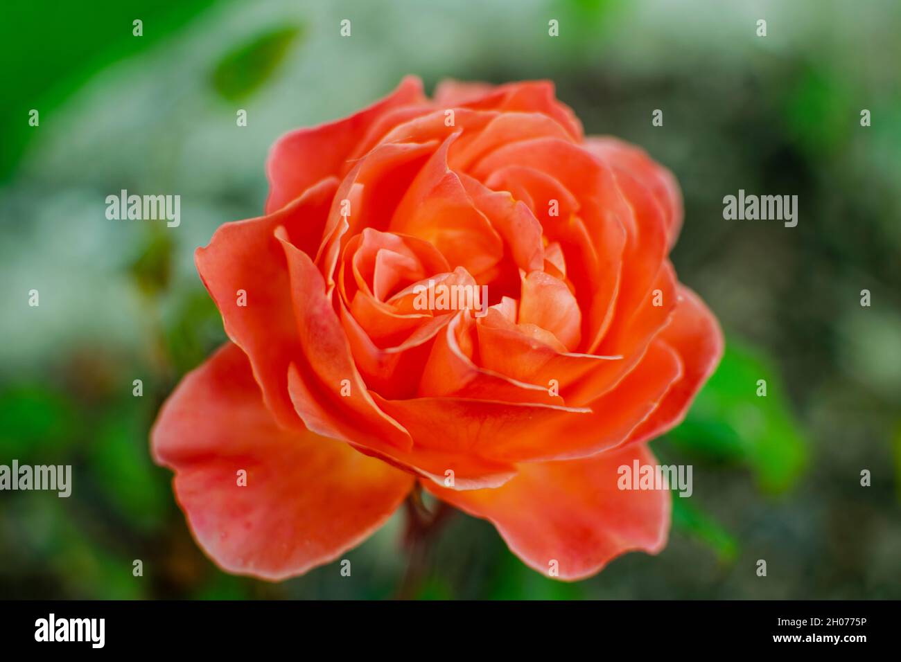 Bond anniversary hi-res stock photography and images - Alamy