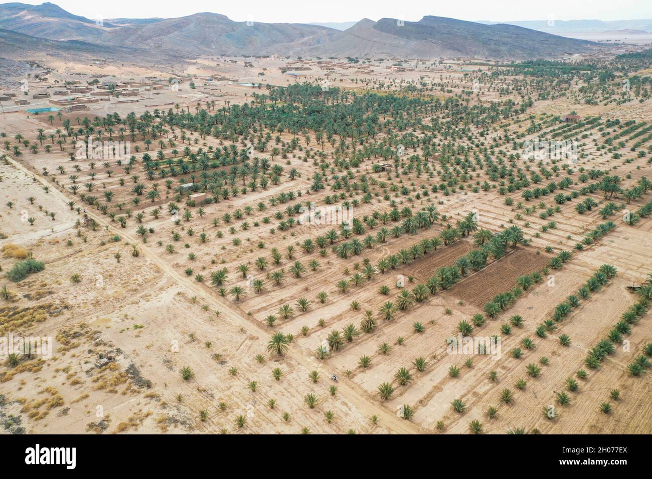 Zagora, Morocco, 11/10/2021, Illustration, Palm trees during the Rallye ...