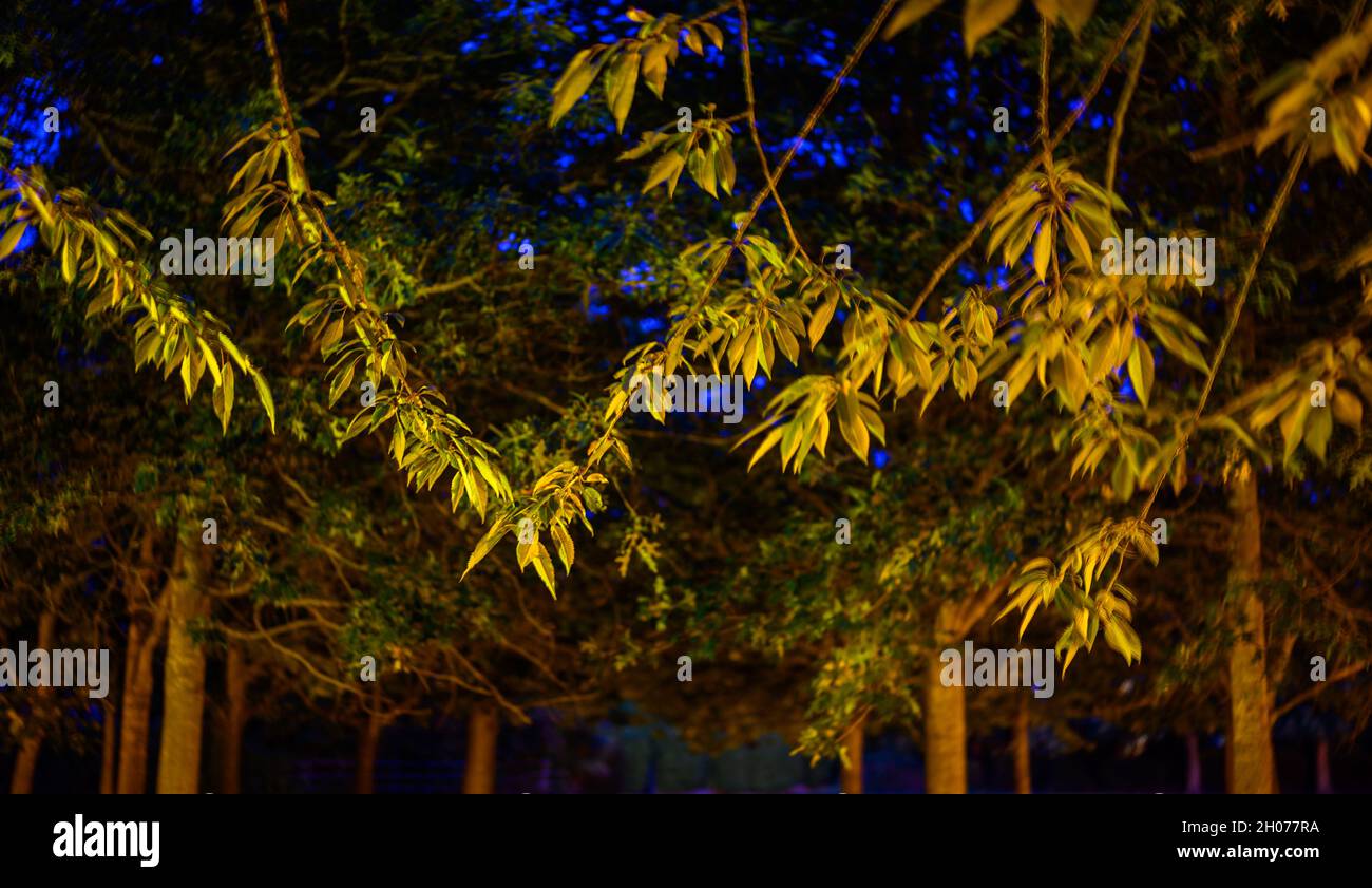 Trees at night in a park. The tree trunks and branches are illuminated ...