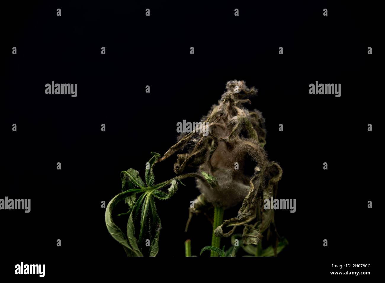 Grey mold greenhouse hi-res stock photography and images - Alamy