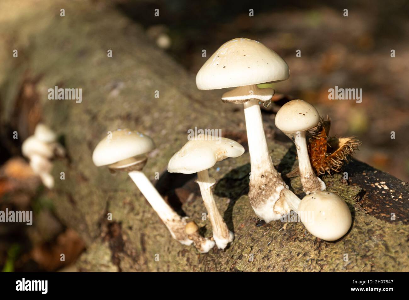 Porcelain fungus (Oudemansiella mucida) on a beech tree, UK, during ...