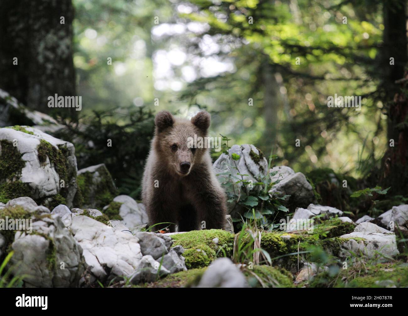 Cute brown bear cub walking on rocks in forest. Wildlife in natural ...
