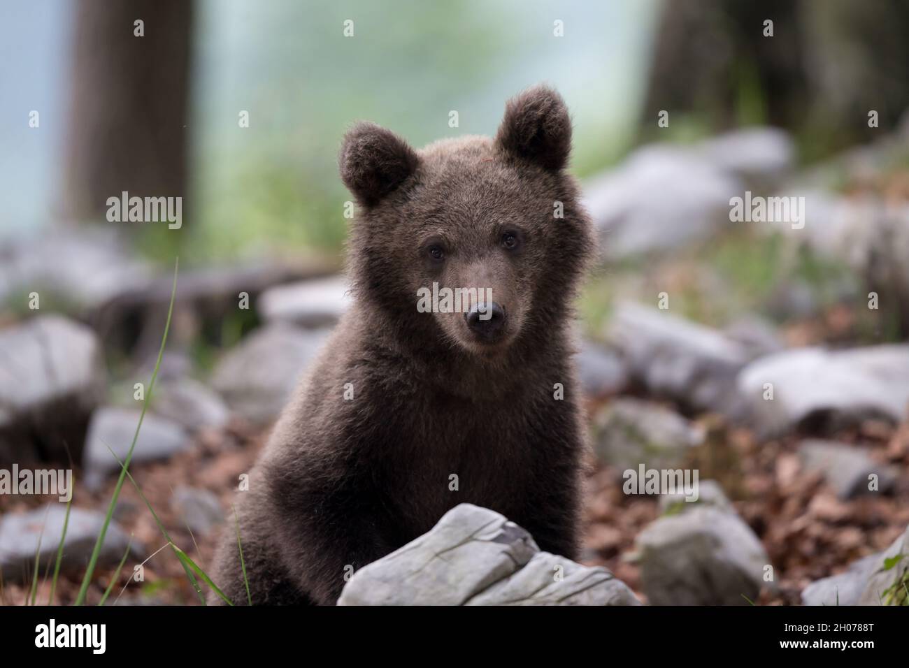 Cute brown bear cub sitting in forest and looking at camera. Wildlife ...