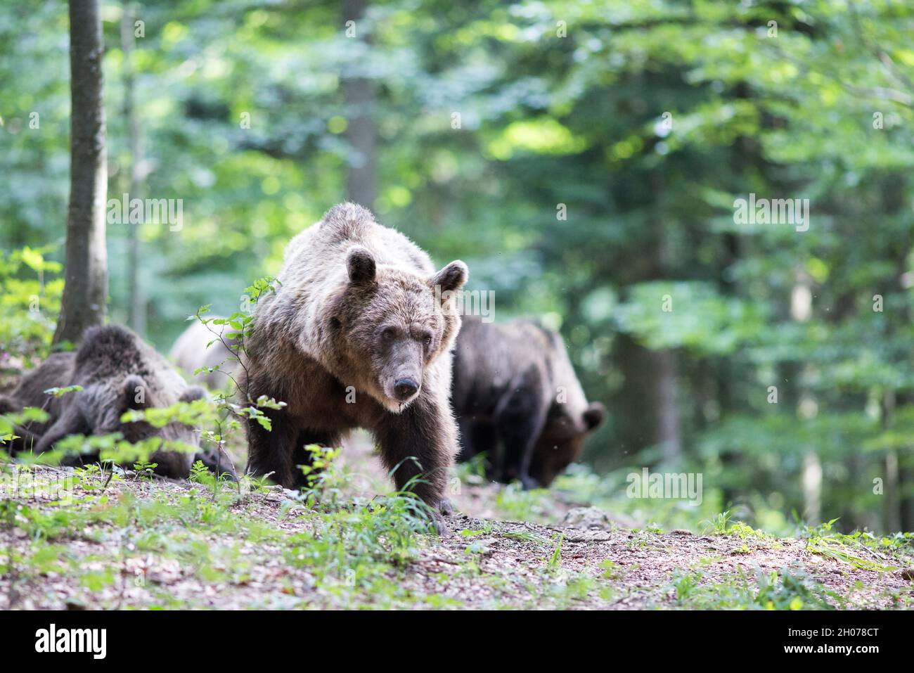 Group of bears hi-res stock photography and images - Alamy