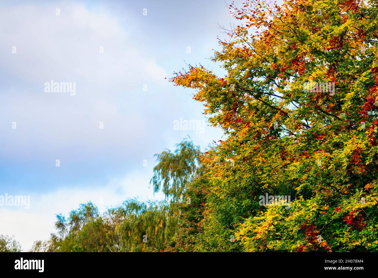 Leaf covered branches showing an array of Fall colors of red,yellow ...
