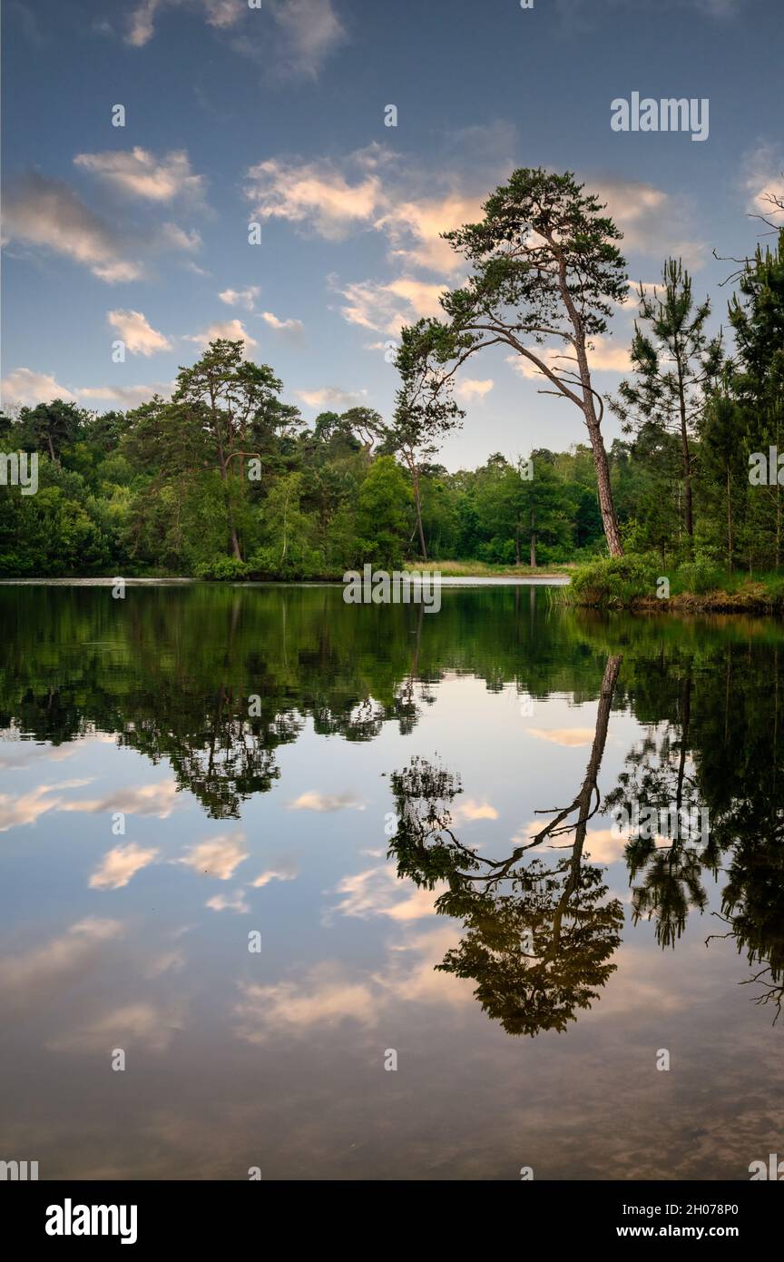 Tree on island in lake with reflection Stock Photo - Alamy
