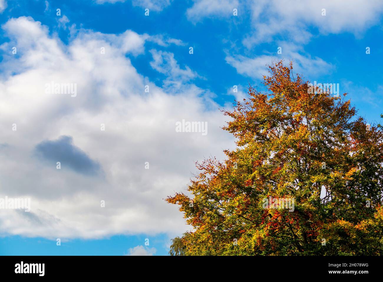Leaf covered branches showing an array of Fall colors of red,yellow ...