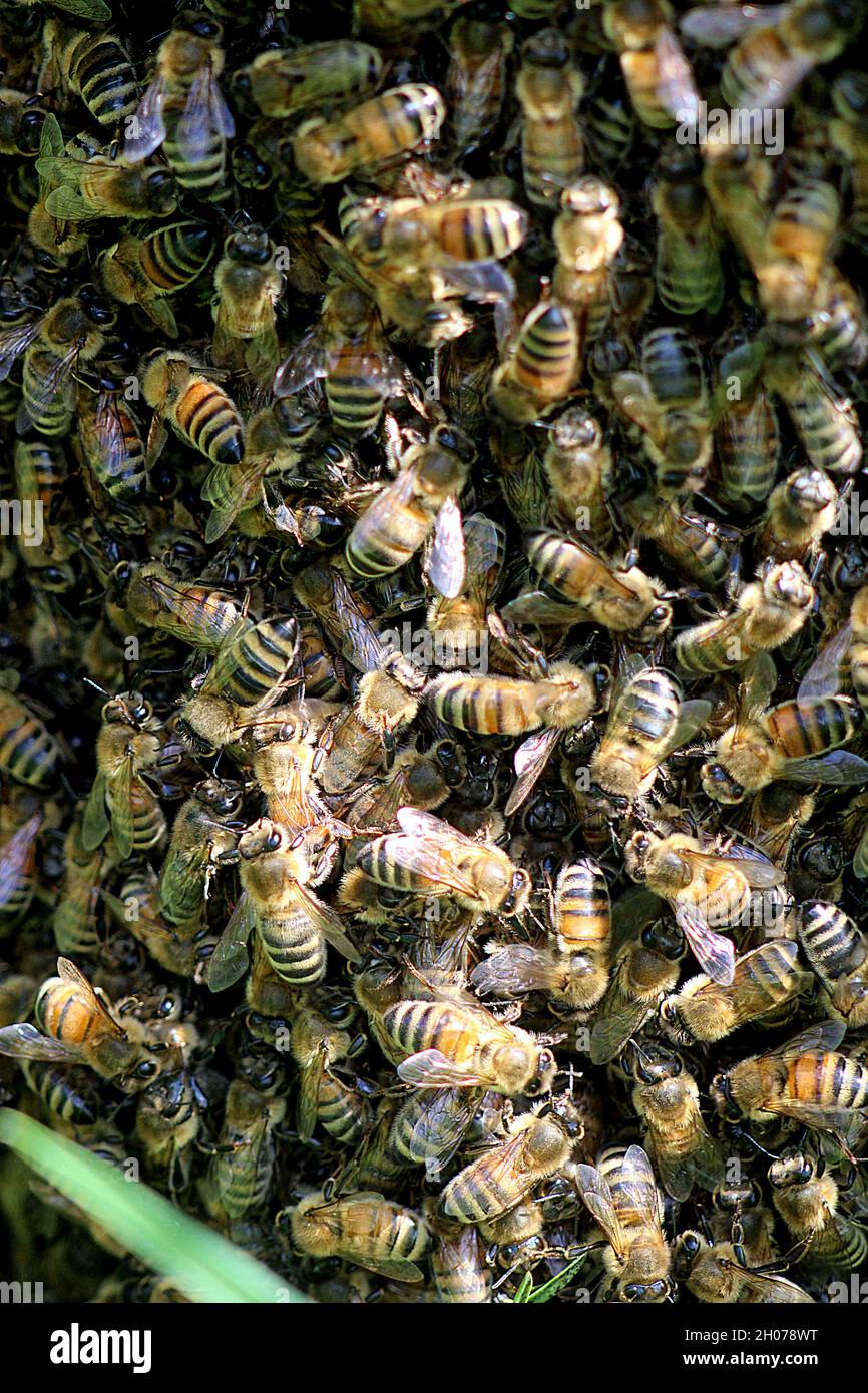 Western honey bee (Apis mellifera) swarm Stock Photo - Alamy