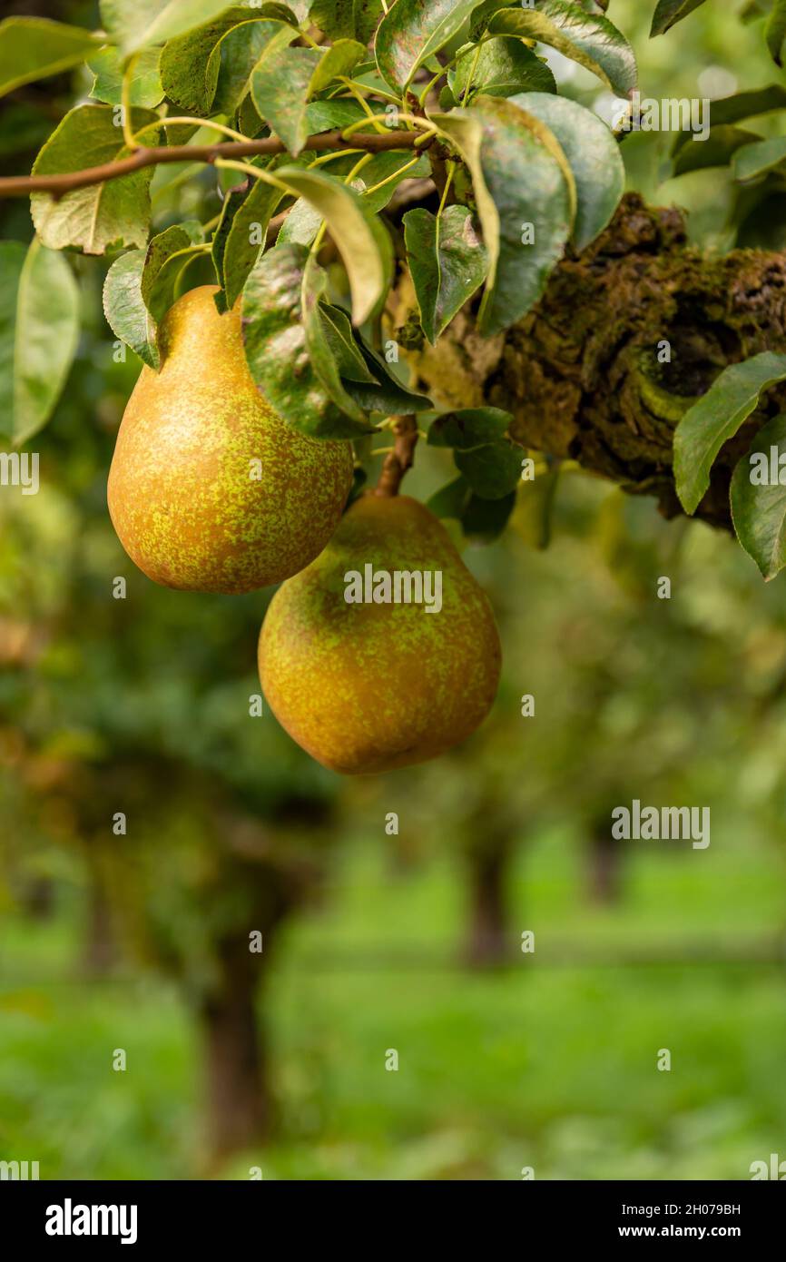 Pear orchard hi-res stock photography and images - Alamy