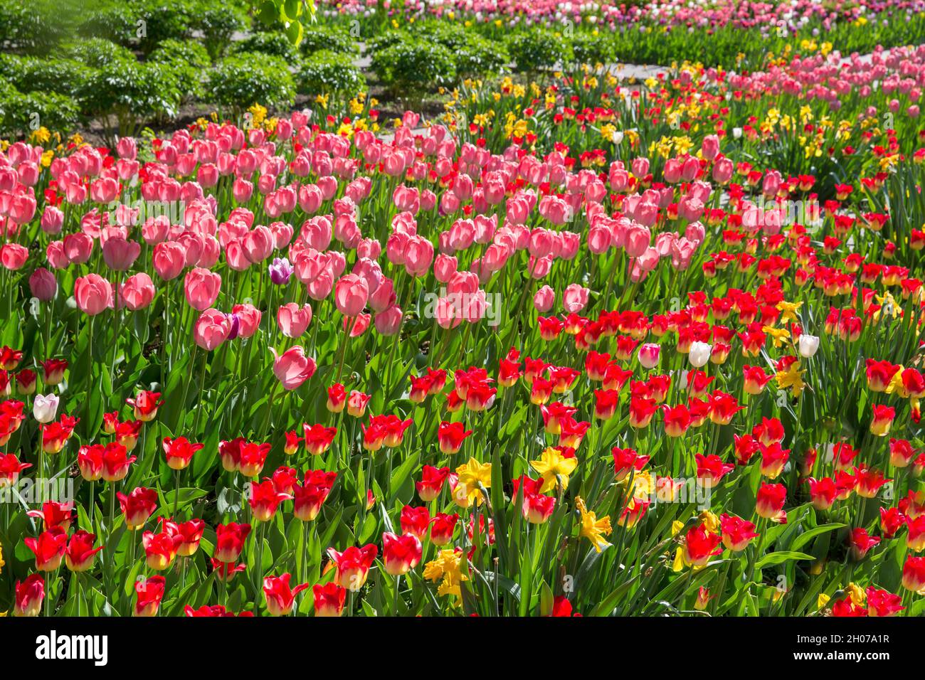 Red and pink tulips in Gorky Park in Moscow (amazing May) in Moscow ...