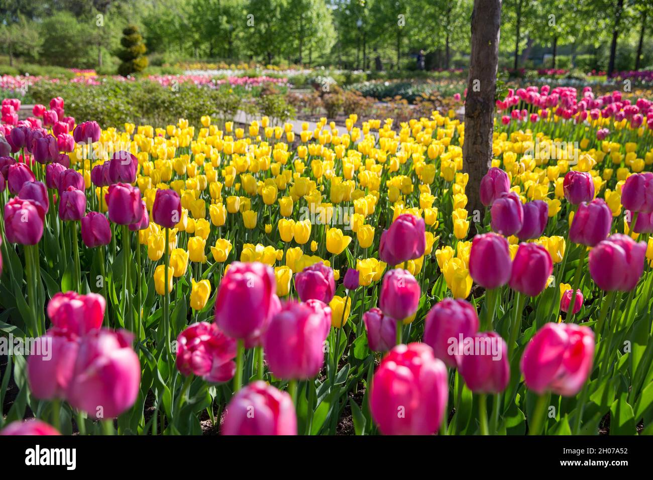 green Plants , flowers and bushes in Central Gorky Park In Moscow ...