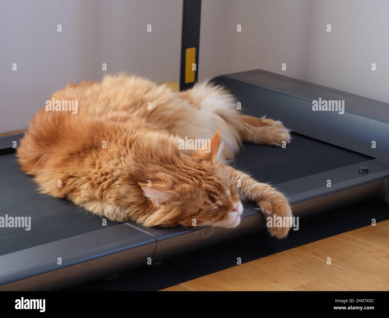 A tired red maine coon cat sleeping on a treadmill. Close up Stock ...