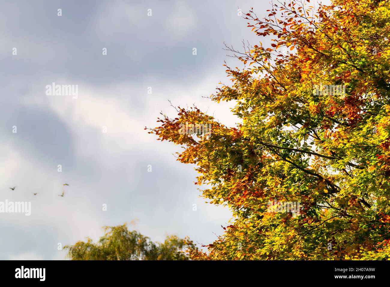 Leaf covered branches showing an array of Fall colors of red,yellow ...