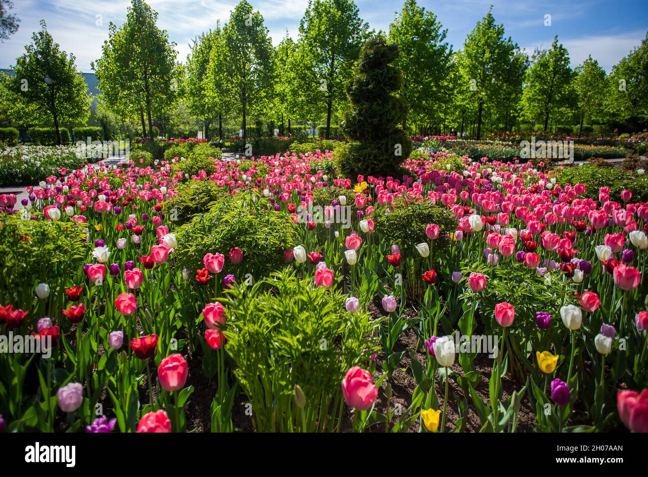 Pink tulip field in Gorky Park in Moscow : russian capital- downtown ...