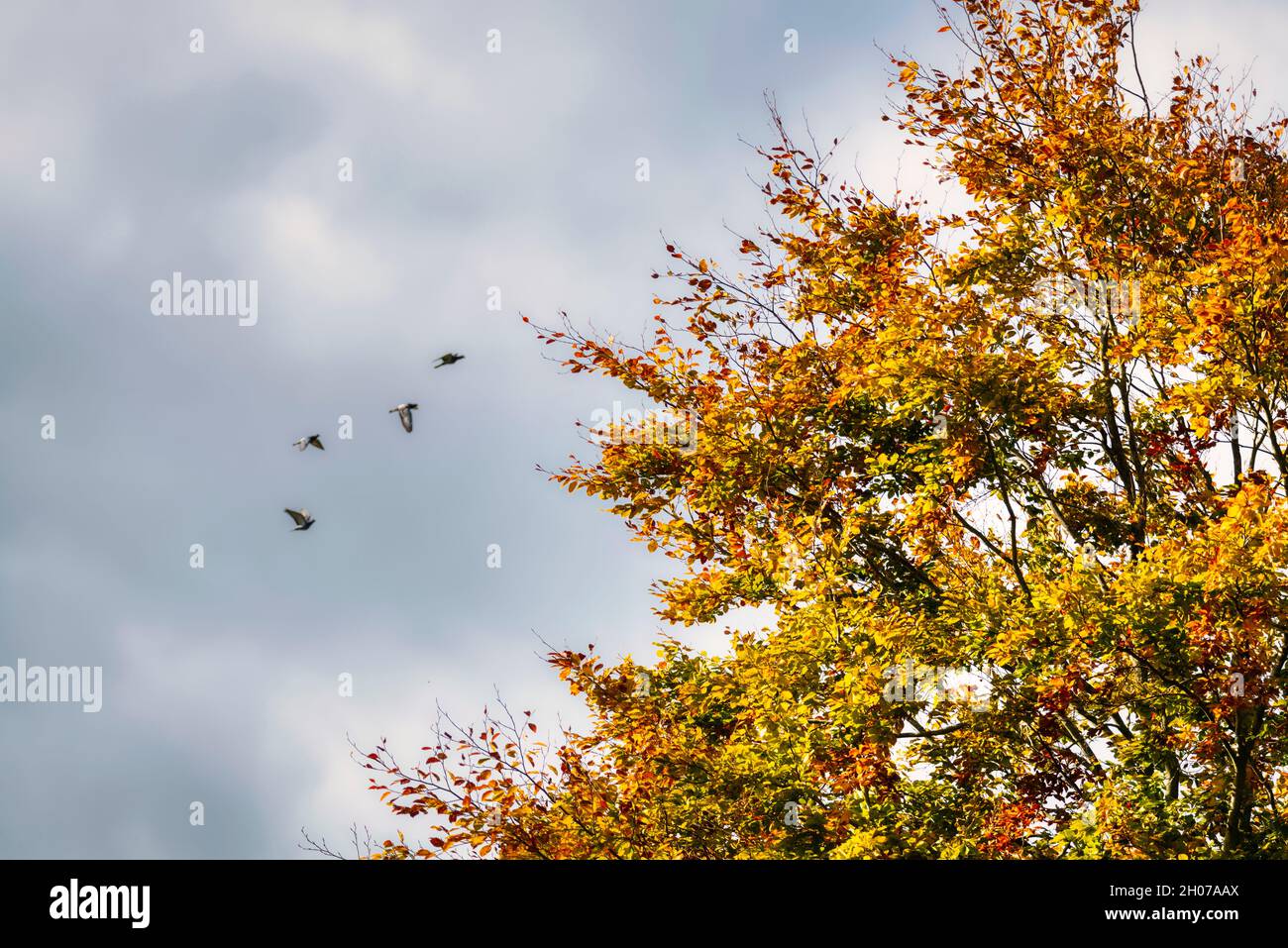 Leaf covered branches showing an array of Fall colors of red,yellow ...