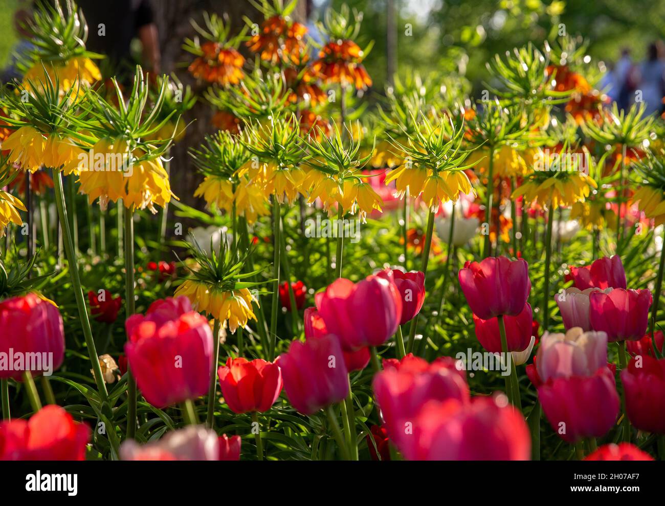 Hazel grouse plants hi-res stock photography and images - Alamy