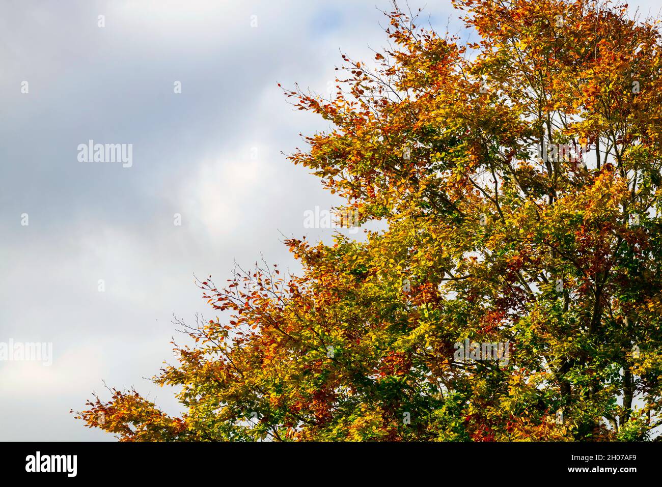 Leaf covered branches showing an array of Fall colors of red,yellow ...