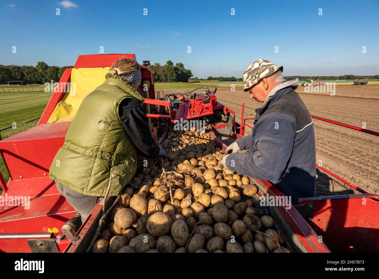 Potato harvest, so-called split harvesting method, first the tubers are ...