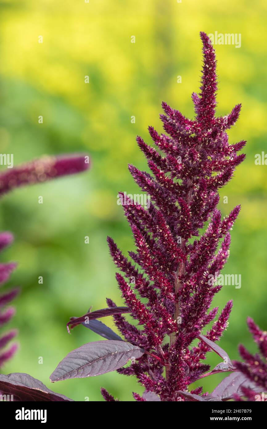 Princes feather amaranthus hypochondriacus hi-res stock photography and ...