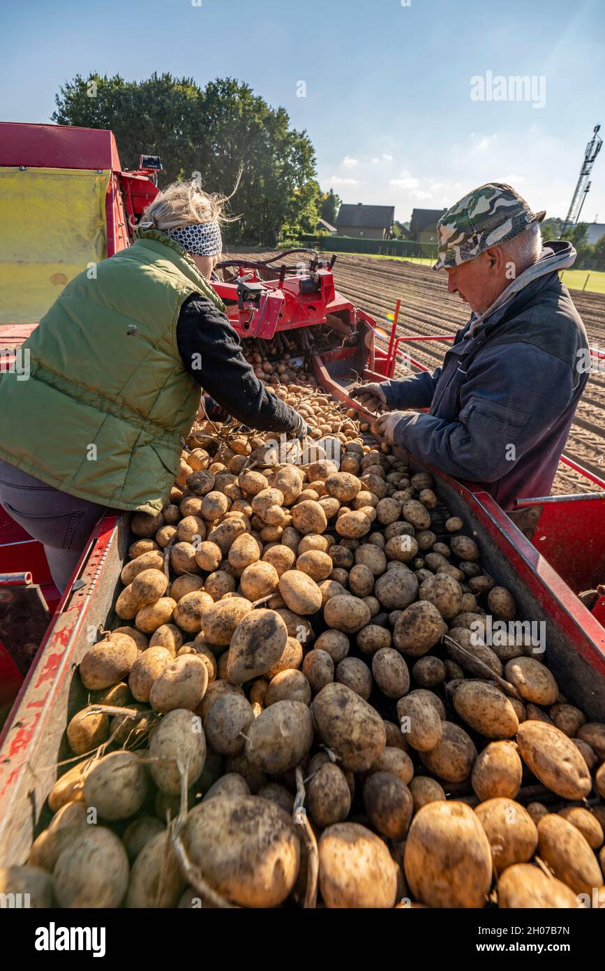 Potato harvest, so-called split harvesting method, first the tubers are ...