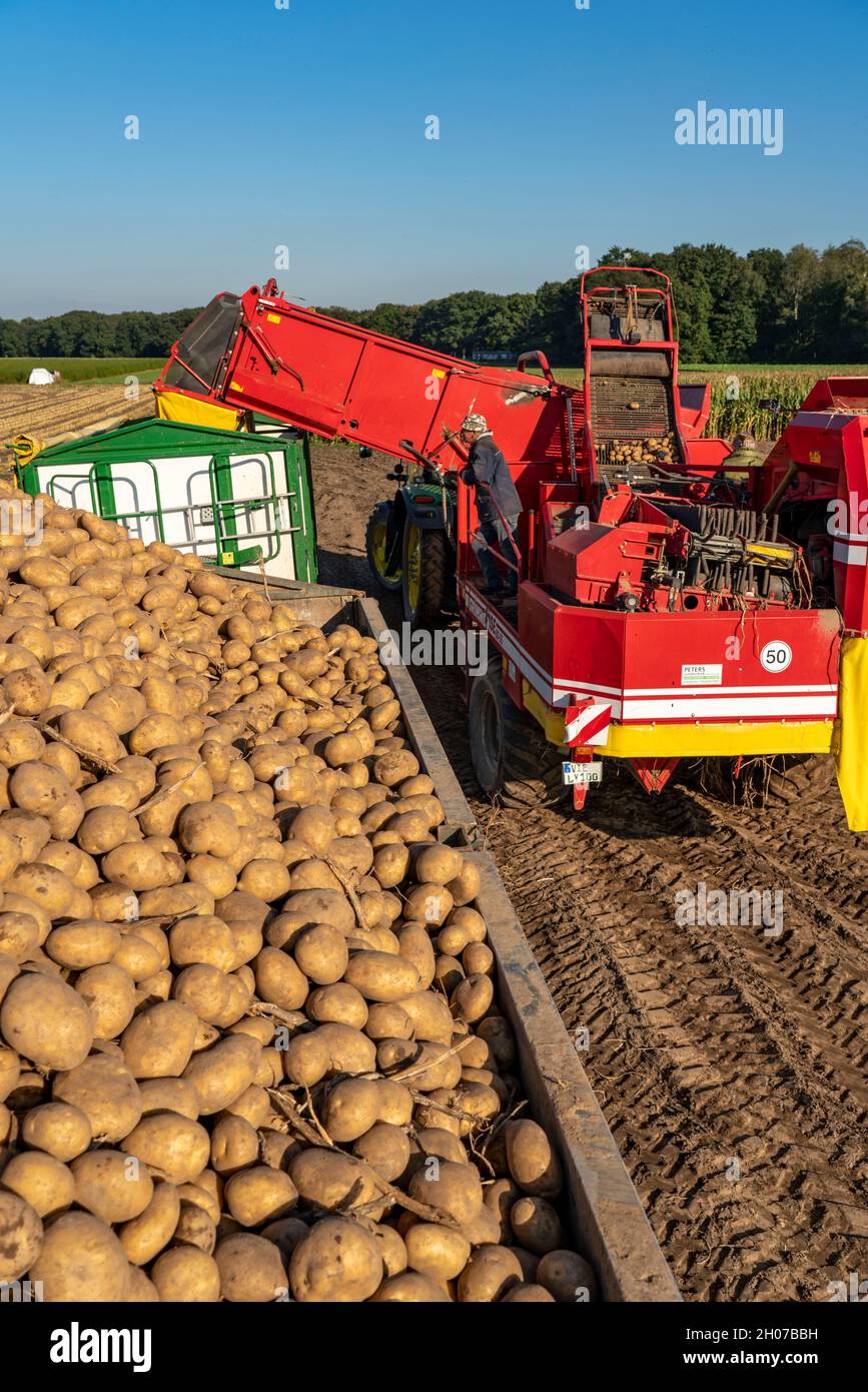 Potato harvest, so-called split harvesting method, first the tubers are ...