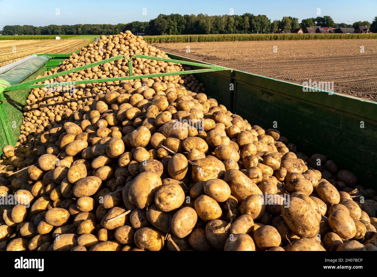 Potato harvest, so-called split harvesting method, first the tubers are ...