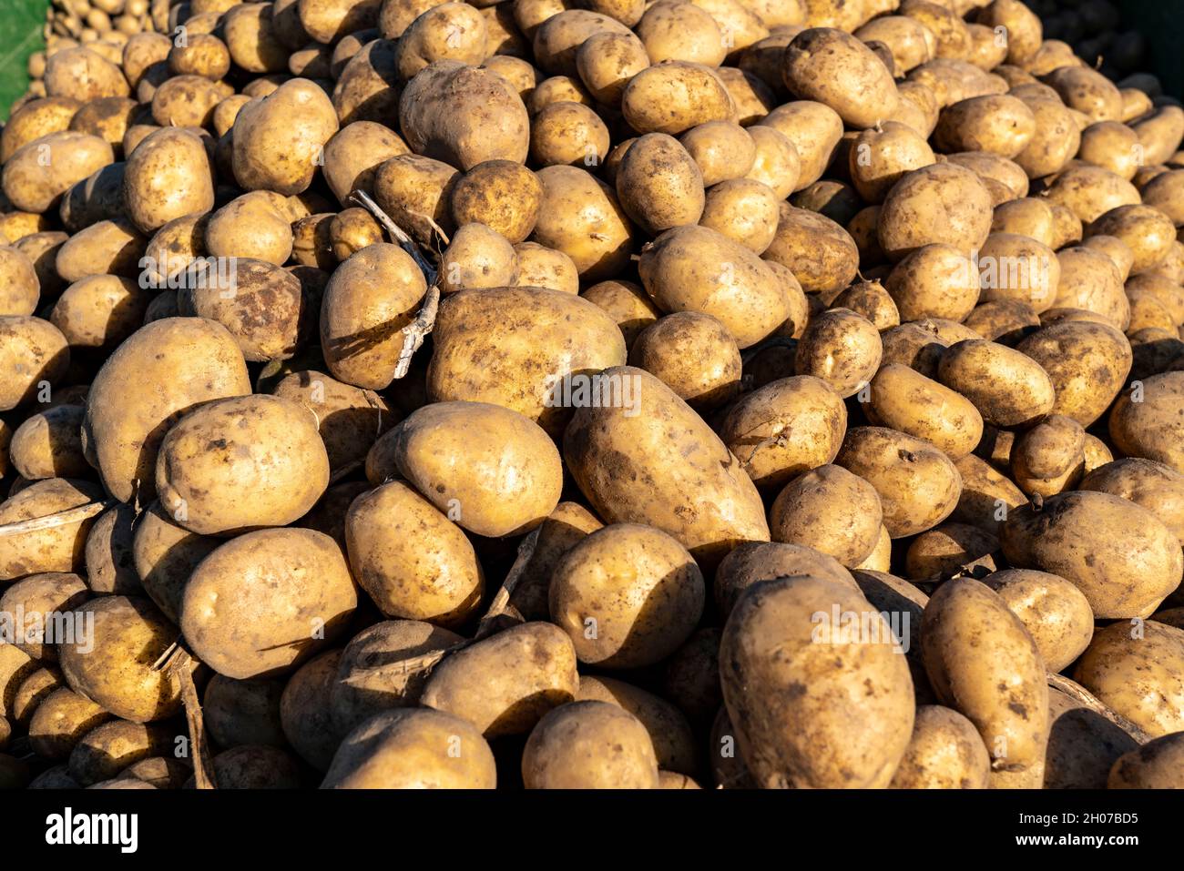 Potato harvest, so-called split harvesting method, first the tubers are ...