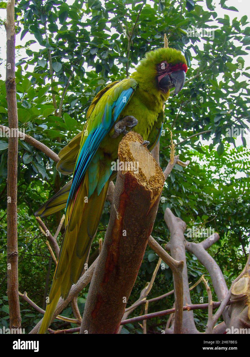 great green macaw (Ara ambiguus guayaquilensis Stock Photo - Alamy