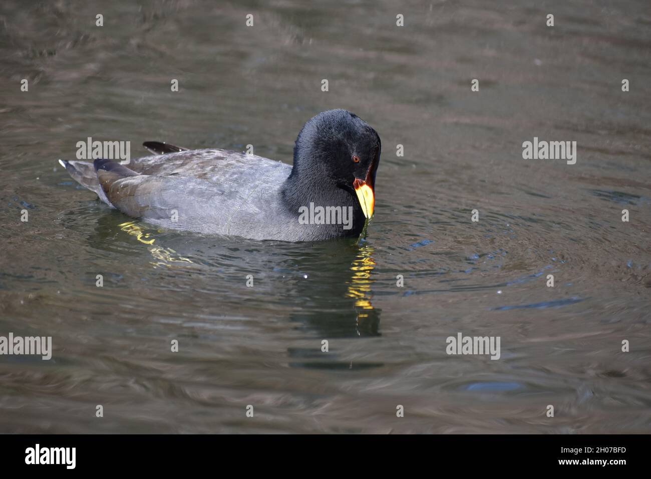 red-fronted coot (Fulica rufifrons) in a public park in Buenos Aires ...