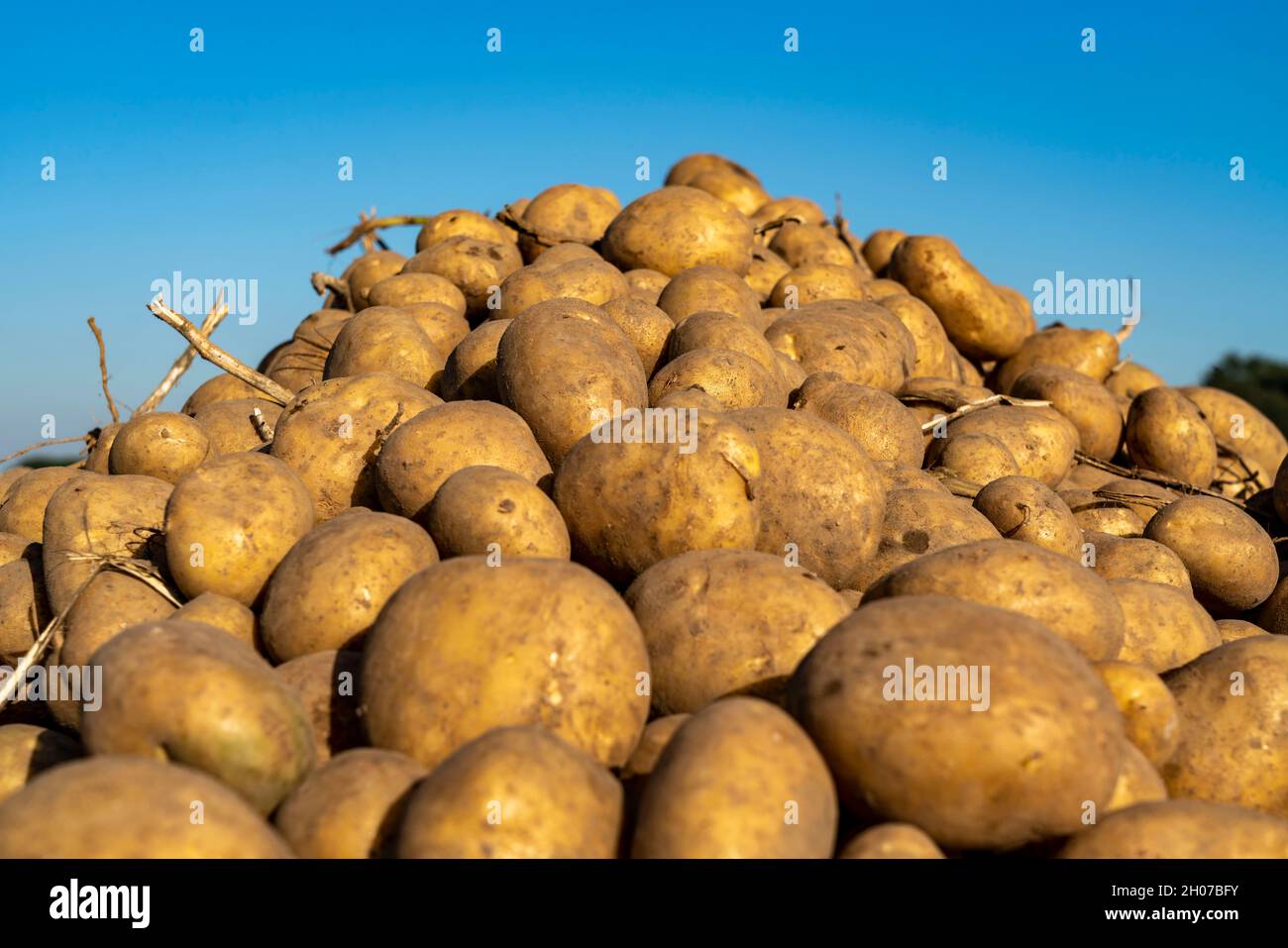 Potato harvest, so-called split harvesting method, first the tubers are ...