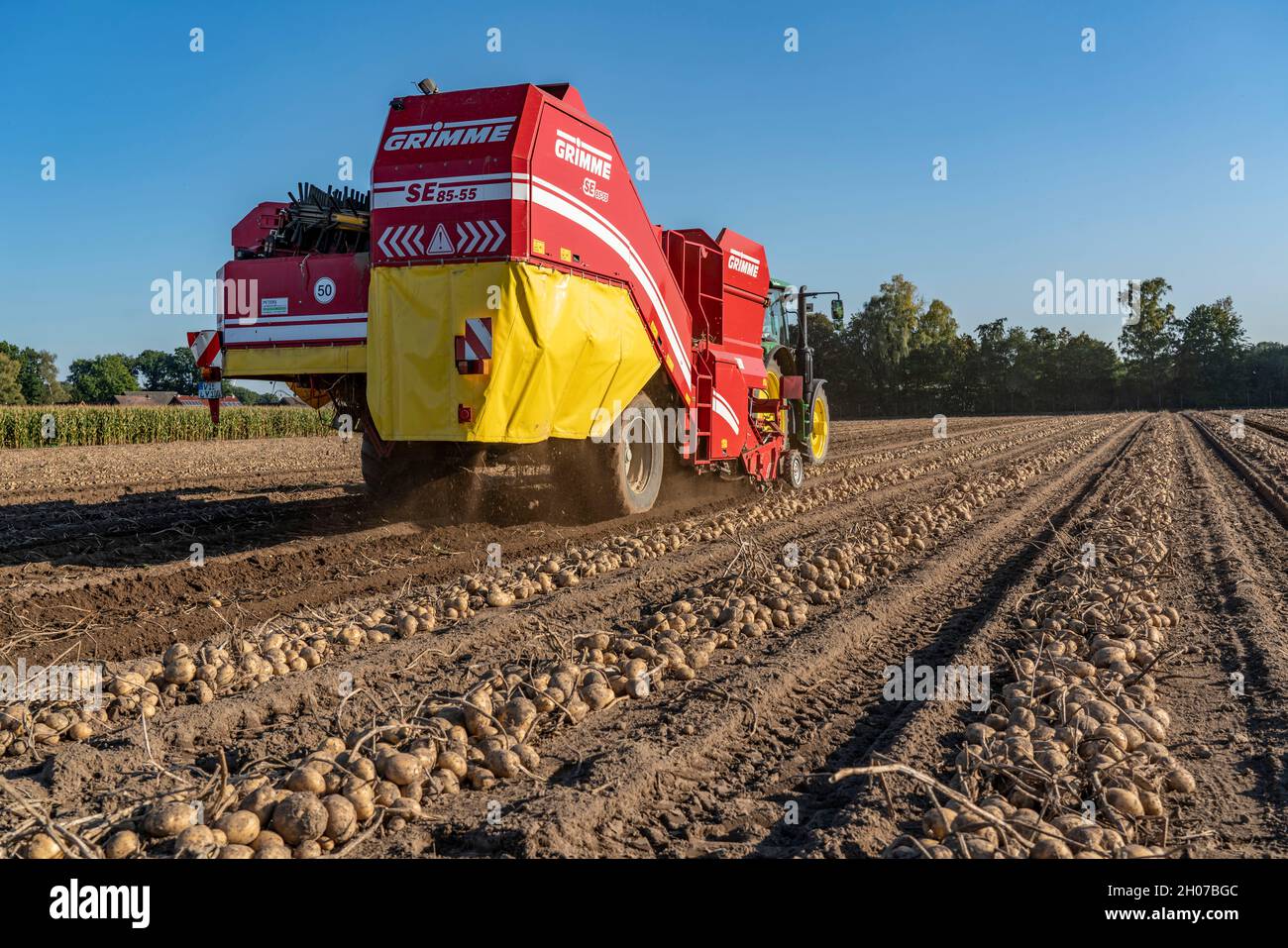 Potato harvest, so-called split harvesting method, first the tubers are ...