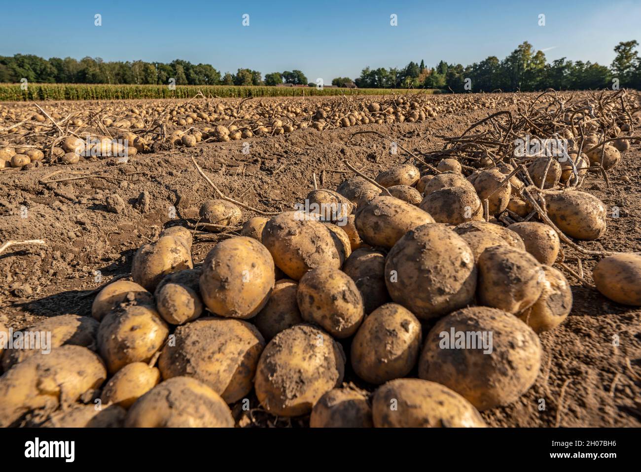 Potato harvest, so-called split harvesting method, first the tubers are ...