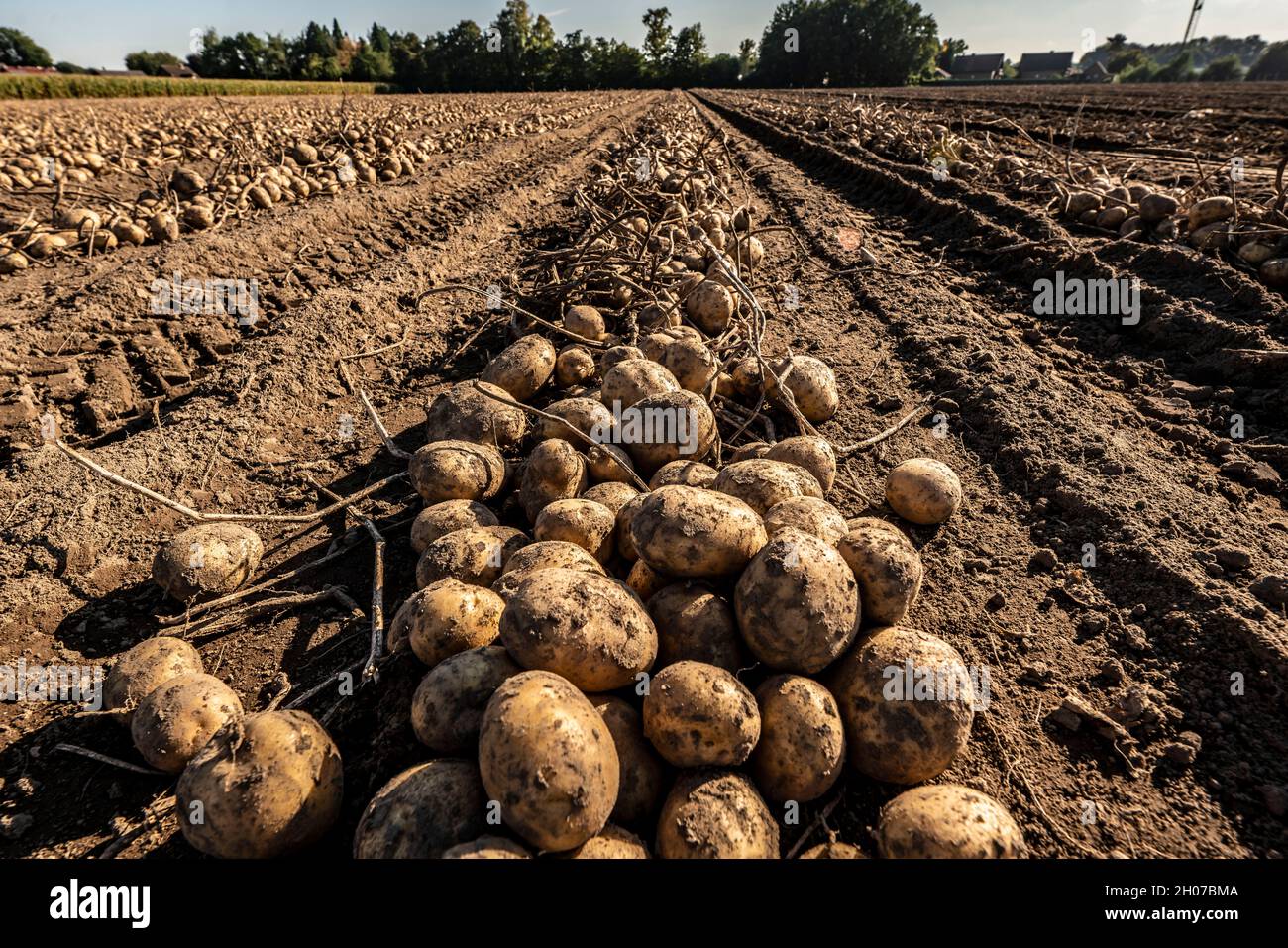 Potato harvest, so-called split harvesting method, first the tubers are ...