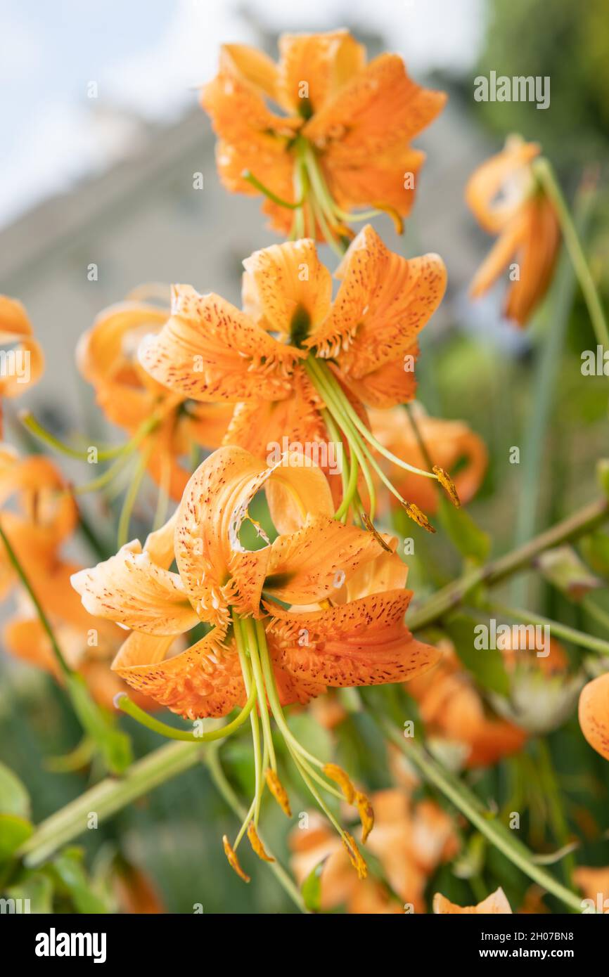 Tiger lily (lilium henryi) flowers in bloom Stock Photo - Alamy