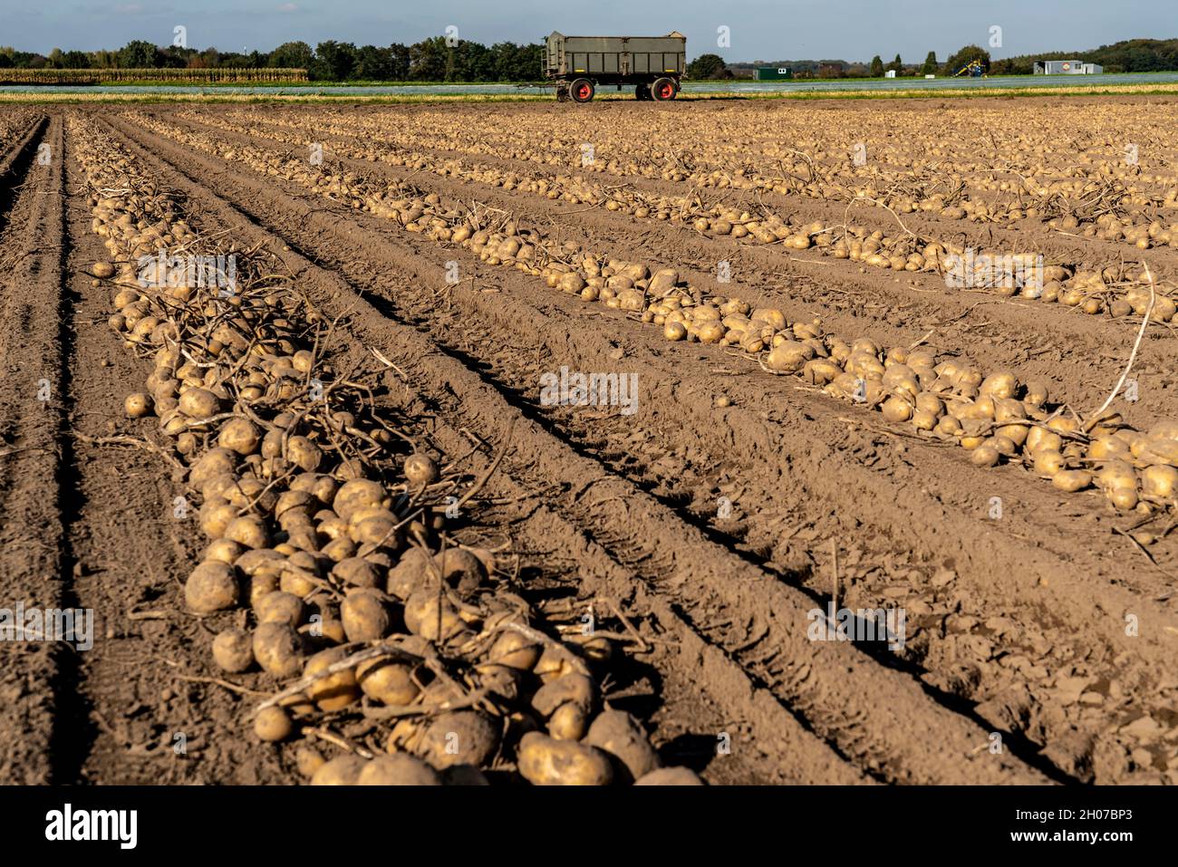 Potato harvest, so-called split harvesting method, first the tubers are ...