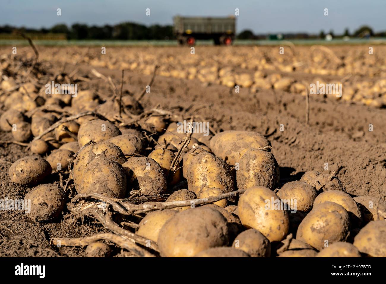 Potato harvest, so-called split harvesting method, first the tubers are ...